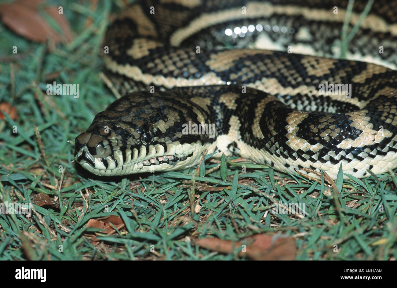 Carpet Python (Morelia spilota Stock Photo - Alamy