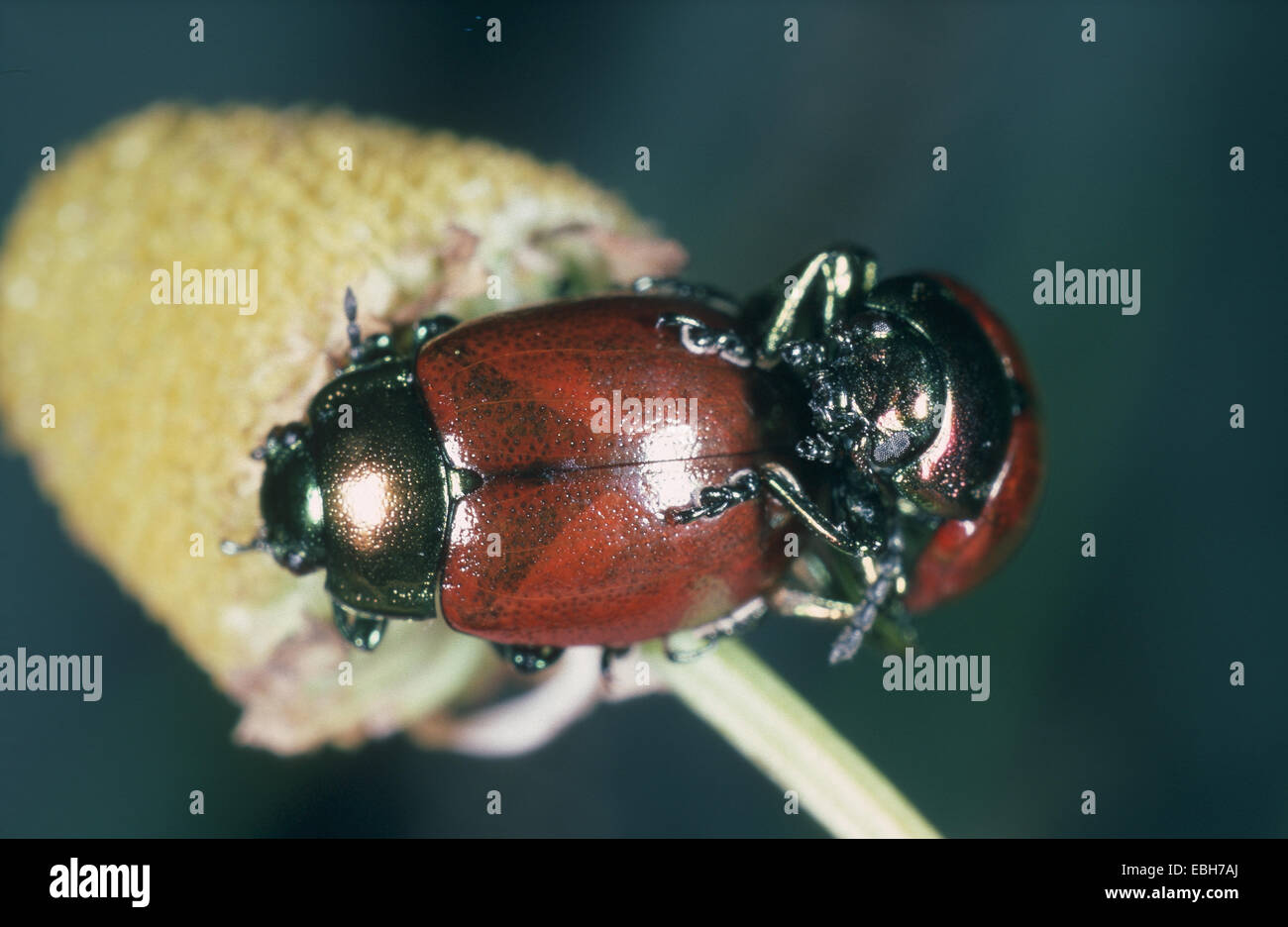 red poplar leaf-beetle, poplar leaf beetle, poplar beetle (Melasoma ...