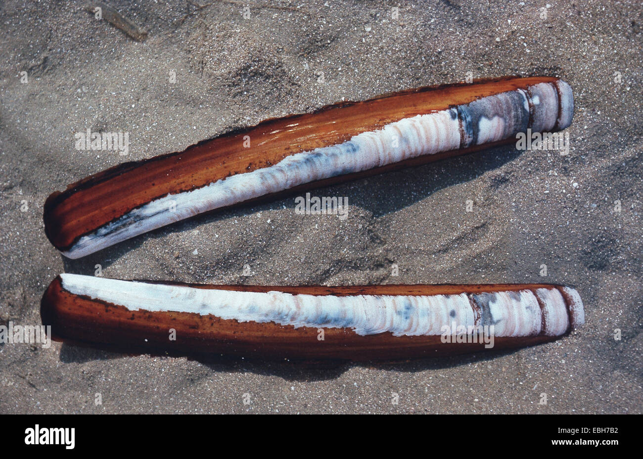 Atlantic jackknife clam (Ensis directus, Ensis americanus), stranded at ...