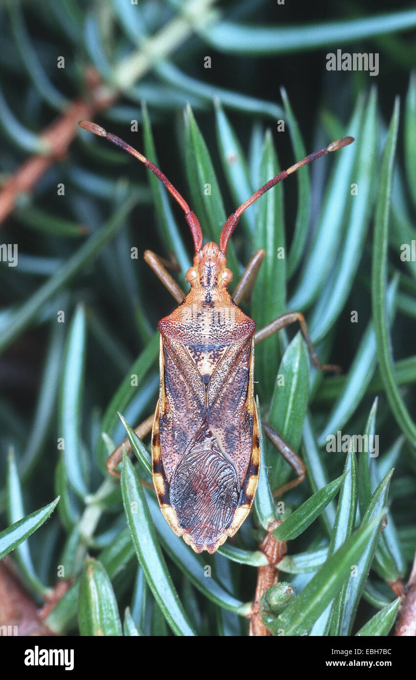 Gonocerus hi-res stock photography and images - Alamy