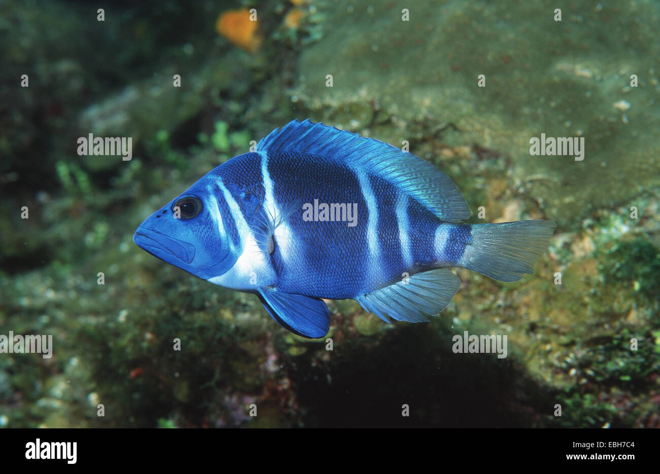 Indigo hamlet (Hypoplctrus indigo Stock Photo - Alamy