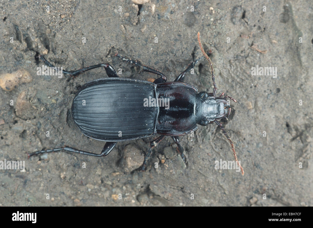 parallel-sided ground beetle (Abax parallelepipedus (=Abax ater Stock ...