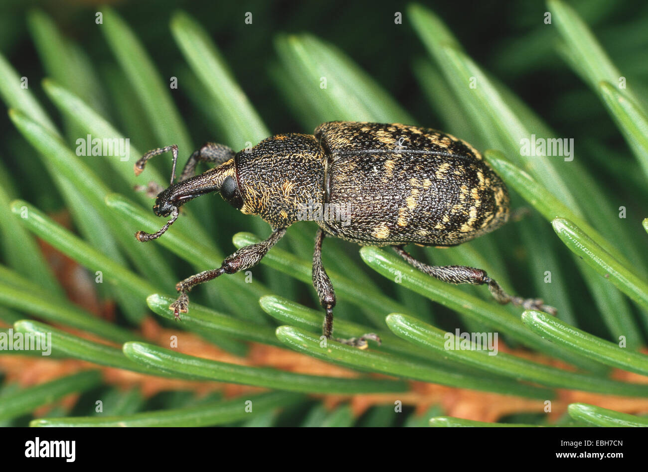 Pine weevils hi-res stock photography and images - Alamy