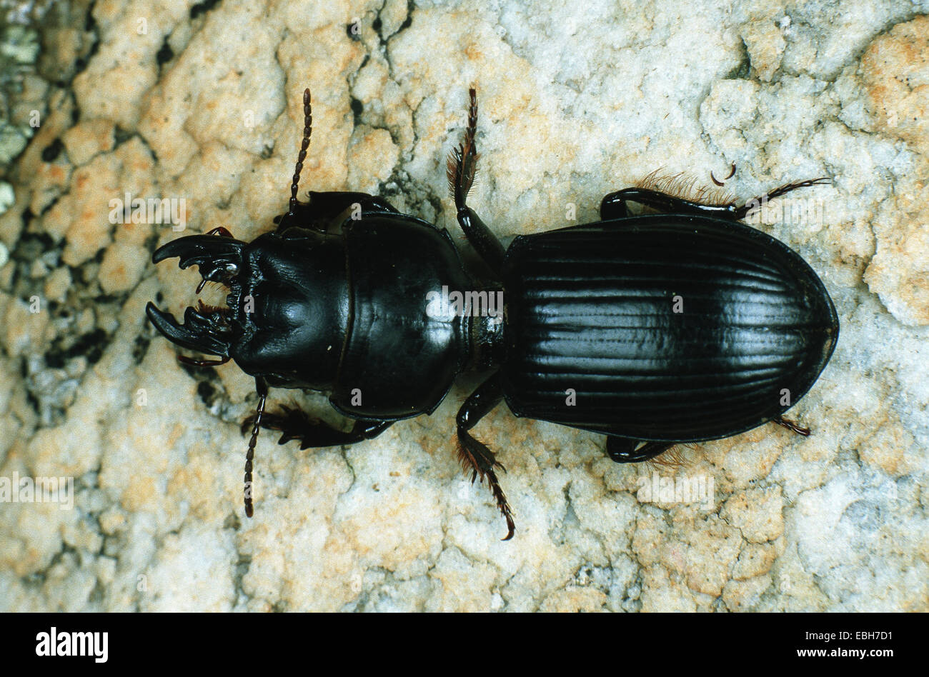 Scarites ground beetles hi-res stock photography and images - Alamy