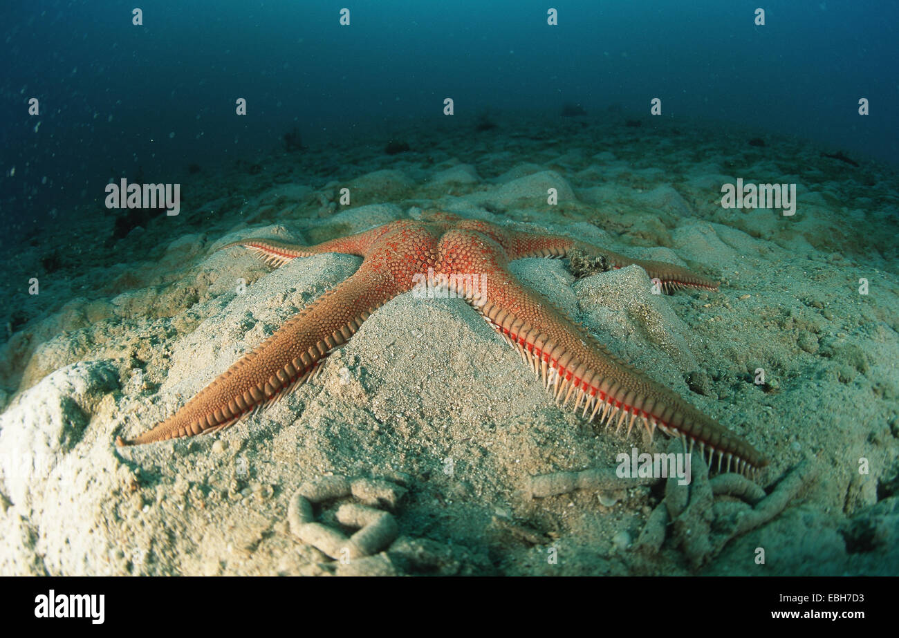 Comb starfish hi-res stock photography and images - Alamy