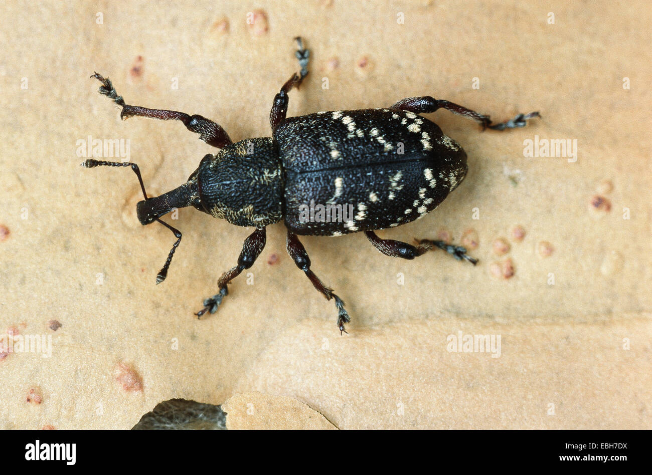 fir-tree weevil, pine weevil (Hylobius abietis Stock Photo - Alamy