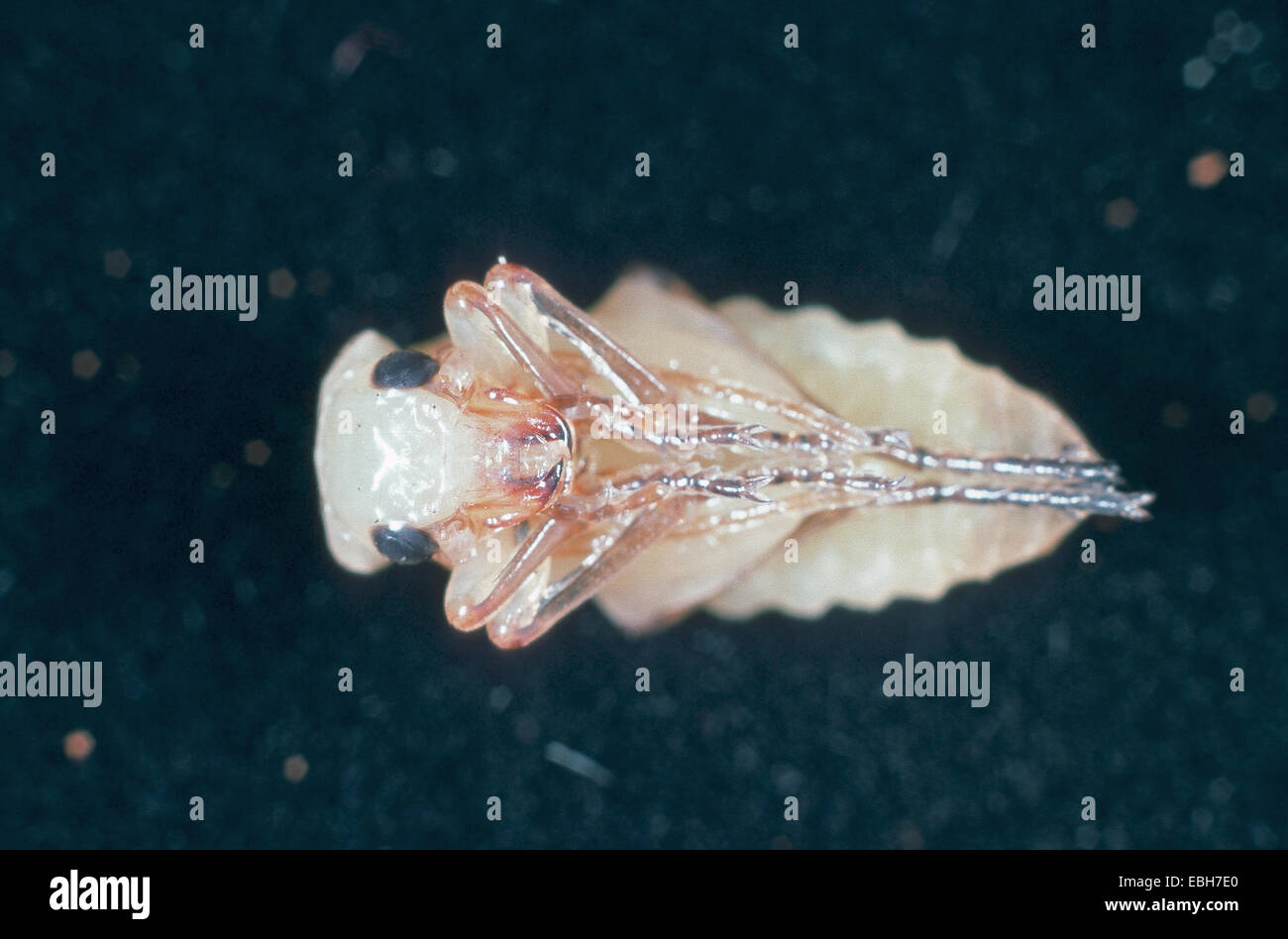 Abax hi-res stock photography and images - Alamy