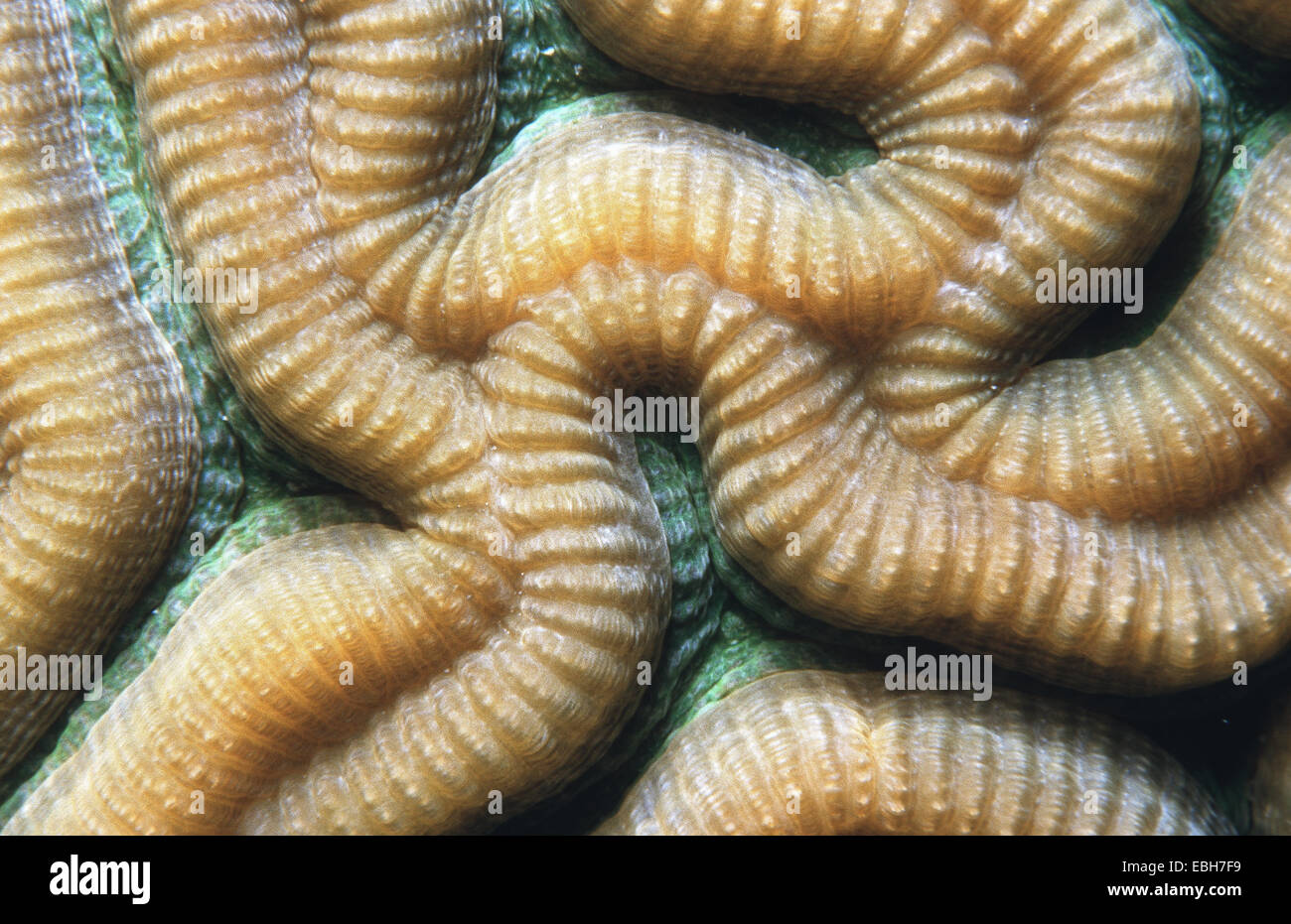 labyrinthine brain coral, grooved brain coral, depressed brain coral ...
