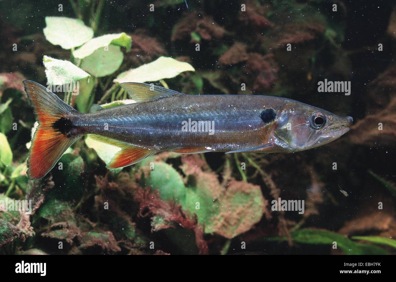 Red Tail Barracuda Freshwater