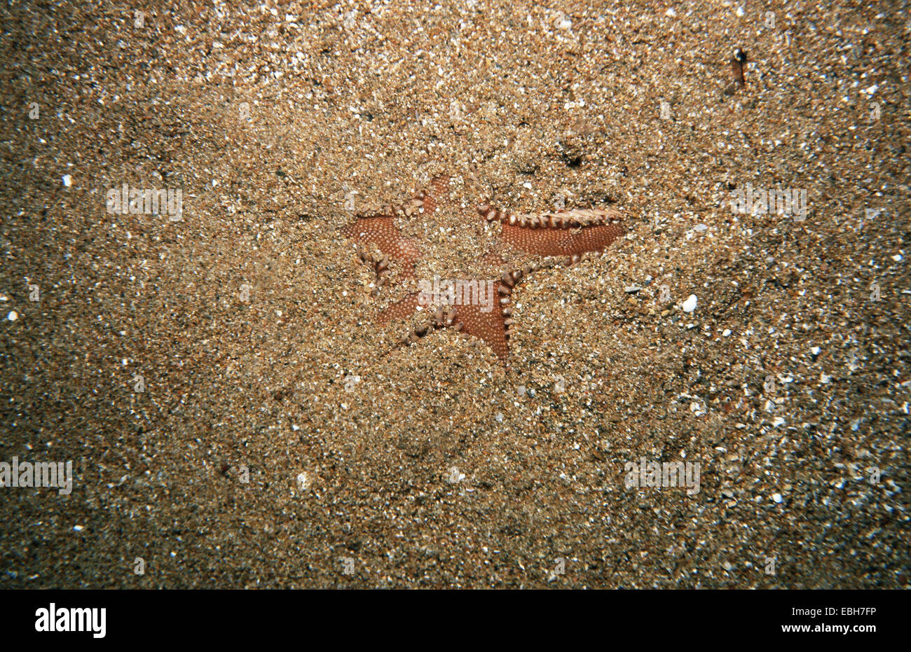 Comb starfish hi-res stock photography and images - Alamy
