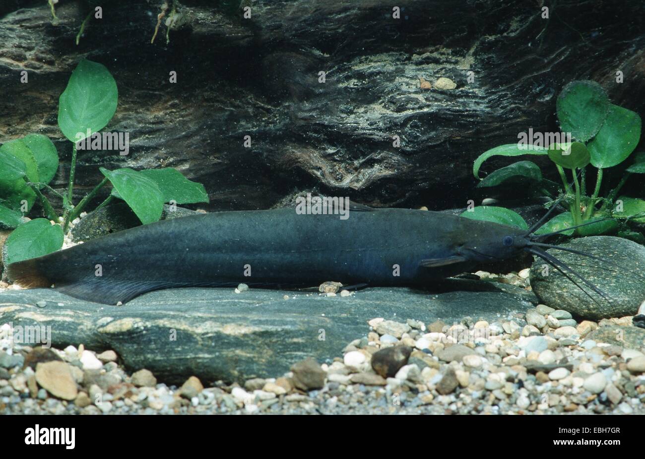 catfish (cf. Heteropneustes microps Stock Photo - Alamy