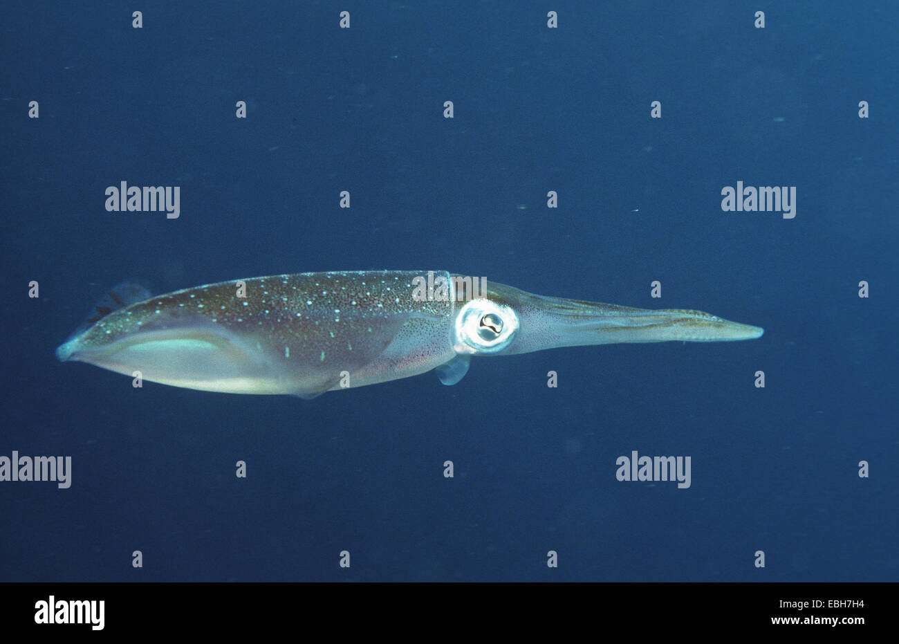 Sepioteuthis sepioidea cephalopods hi-res stock photography and images ...