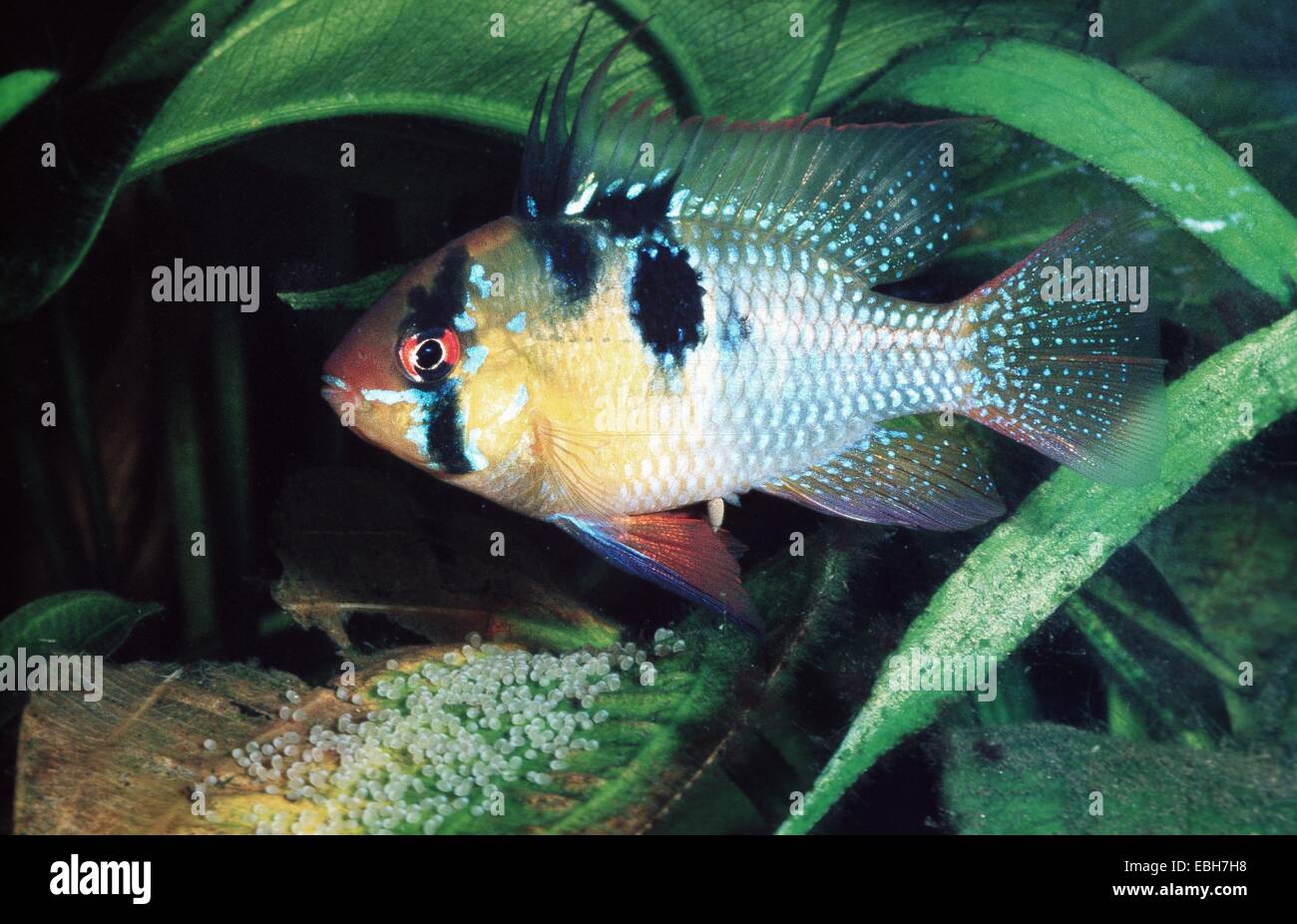 Ramirezs dwarf cichlid, Ramirezi, Ram cichlid (Microgeophagus ramirezi ...