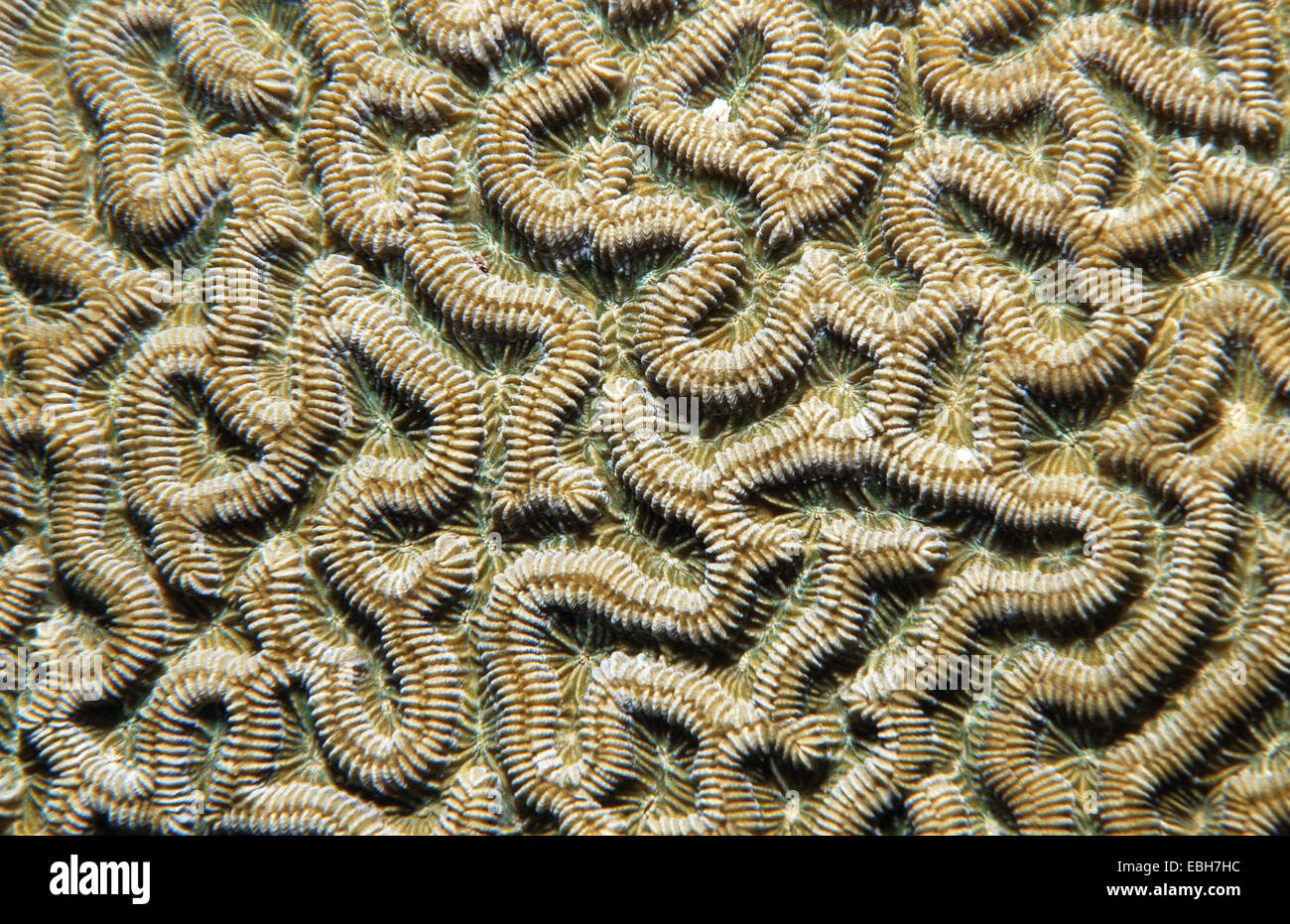 labyrinthine brain coral, grooved brain coral, depressed brain coral ...