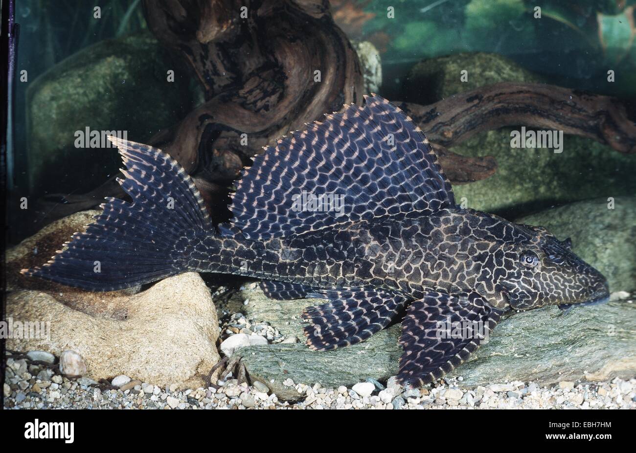 Glyptoperichthys gibbiceps hi-res stock photography and images - Alamy