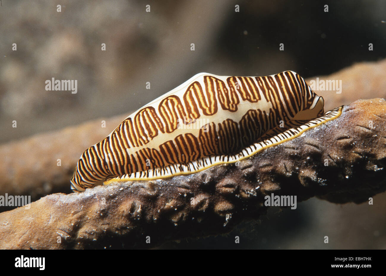 Cyphoma signatum hi-res stock photography and images - Alamy