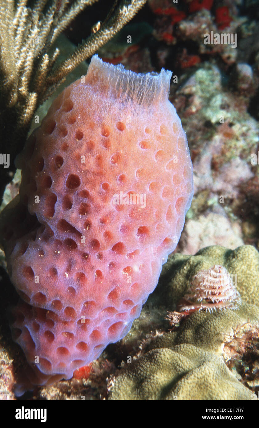 vase sponge, bell sponge (Callyspongia plicifera Stock Photo - Alamy