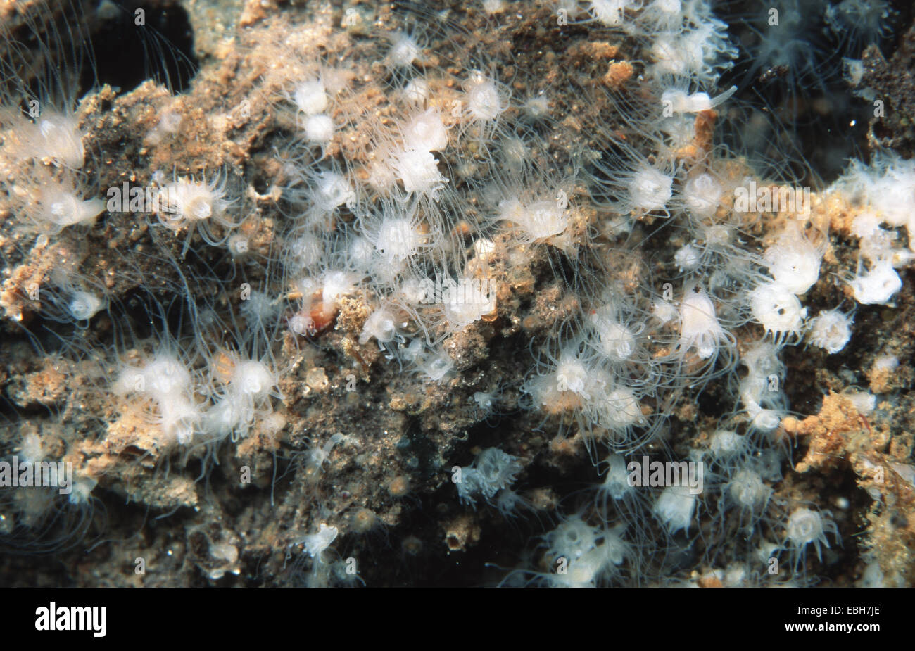 moon jellyfish (Aurelia aurita), polyps Stock Photo - Alamy