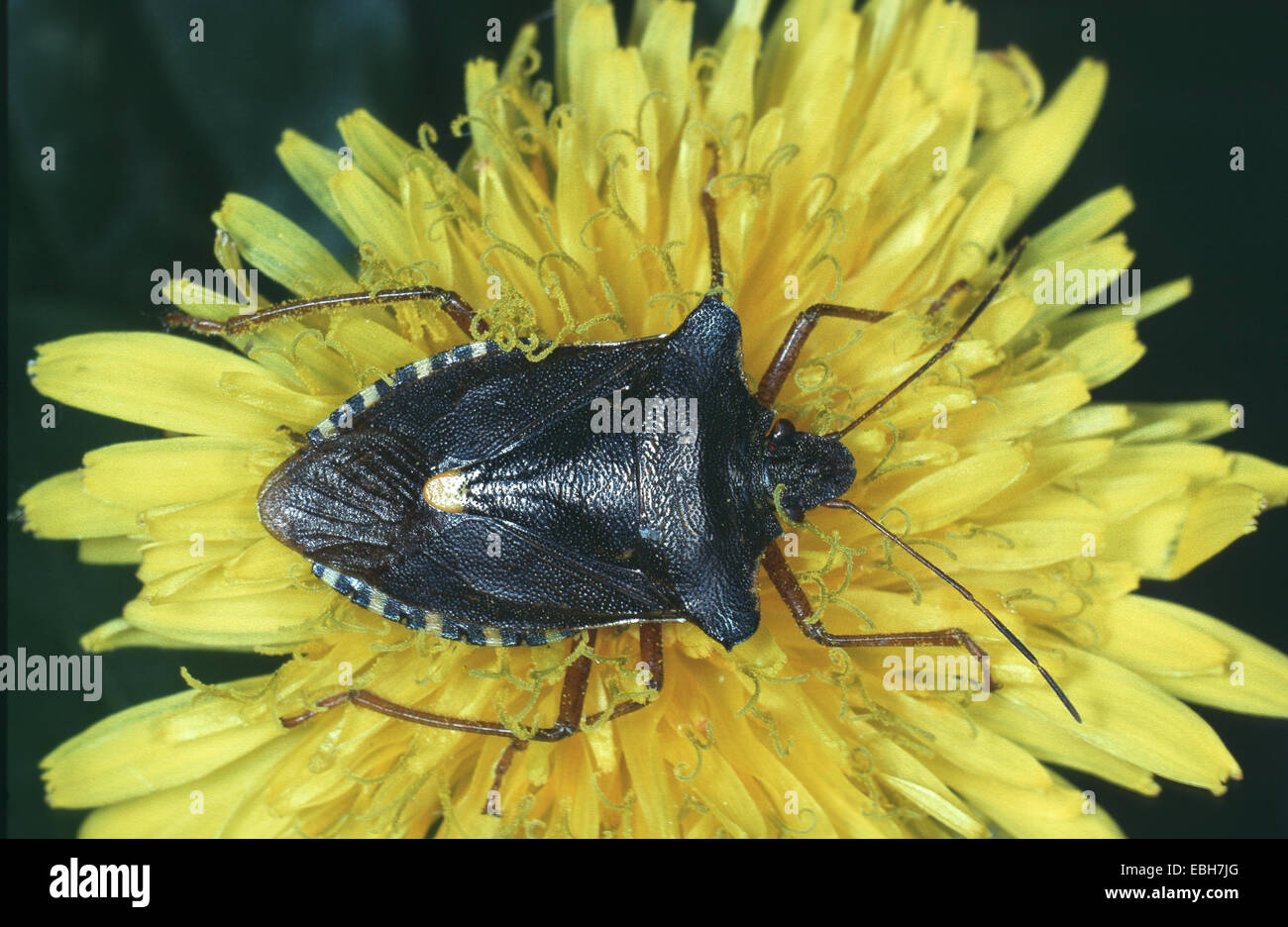 forest bug (Pentatoma rufipes Stock Photo - Alamy