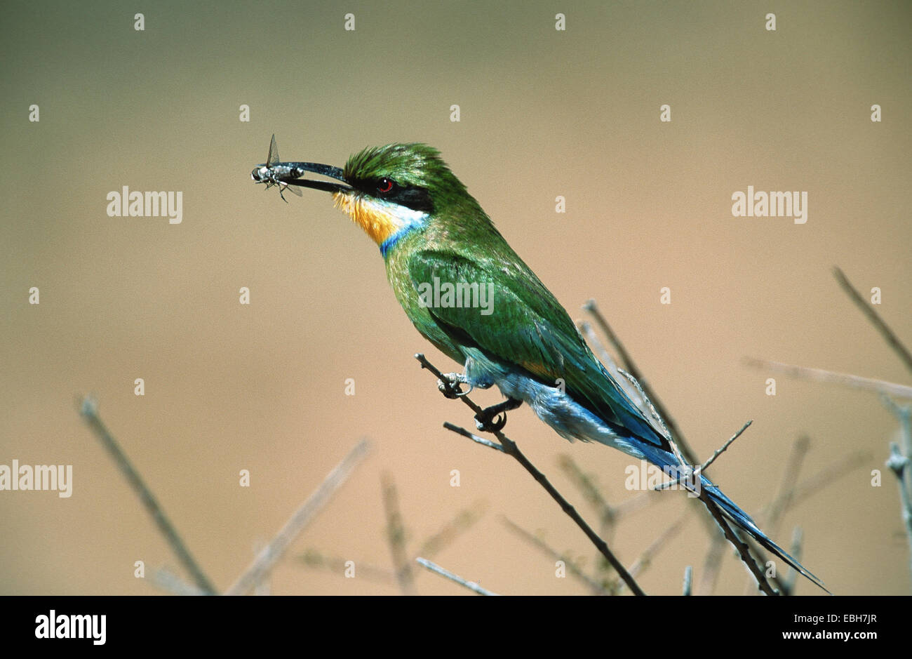 swallow-tailed bee eater (Merops hirundineus Stock Photo - Alamy