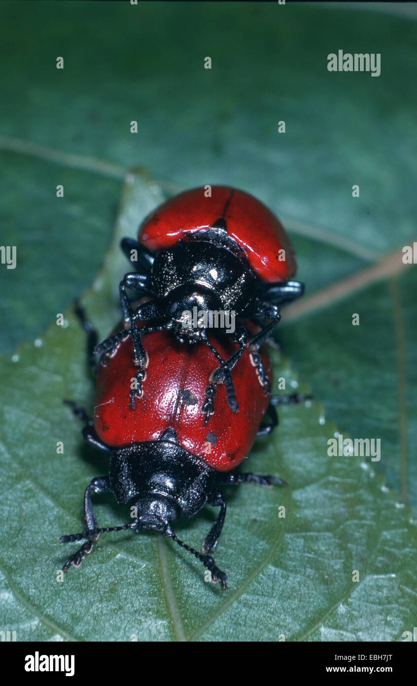 red poplar leaf-beetle, poplar leaf beetle, poplar beetle (Melasoma ...
