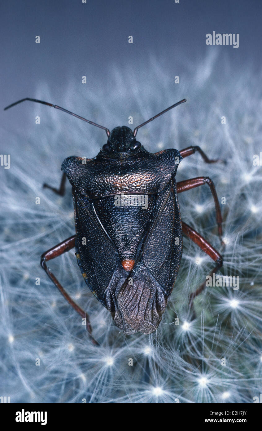 forest bug (Pentatoma rufipes Stock Photo - Alamy