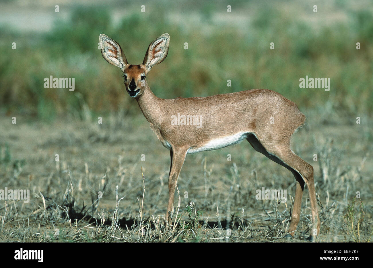 steenbok (Raphicerus campestris Stock Photo - Alamy