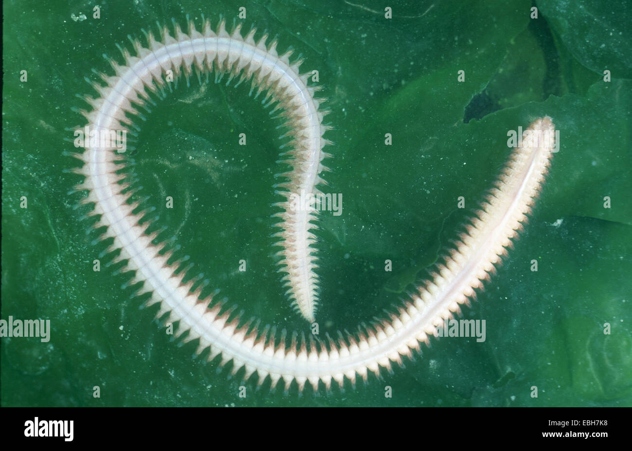 worm (Nephthys hombergi Stock Photo - Alamy