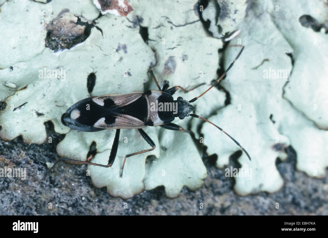 bug (Rhyparochromus pineti Stock Photo - Alamy