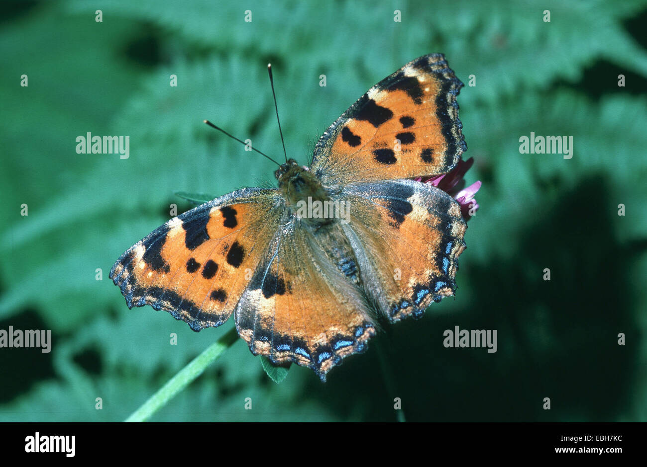 large tortoiseshell (Nymphalis polychloros Stock Photo - Alamy