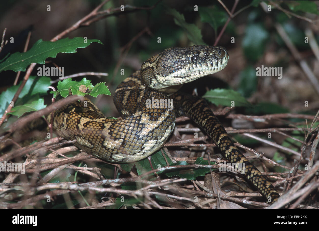 Carpet Python (Morelia spilota Stock Photo - Alamy