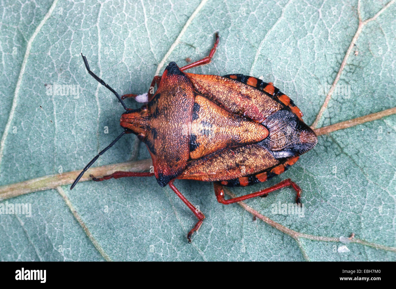 bug (Carpocoris fuscispinus Stock Photo - Alamy