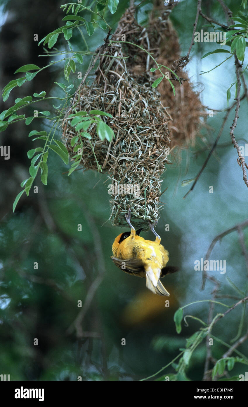 lesser masked weaver (Ploceus intermedius Stock Photo - Alamy