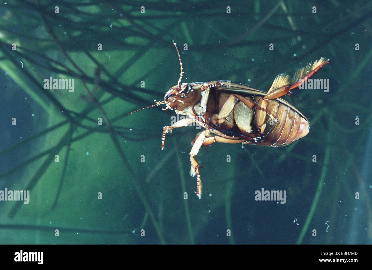 great diving beetle (Dytiscus marginalis Stock Photo - Alamy