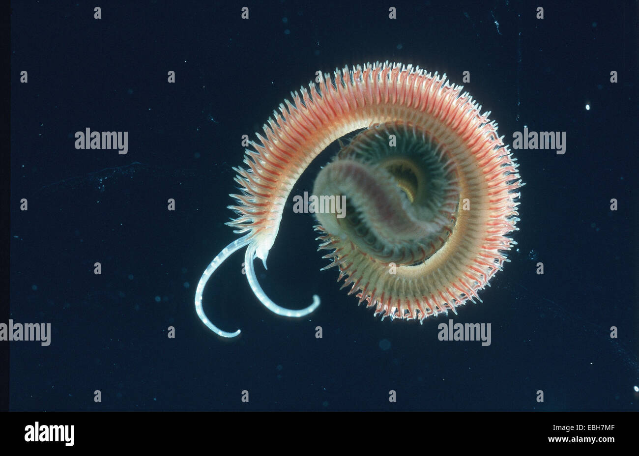 common polydora worm (Polydora ciliata Stock Photo - Alamy