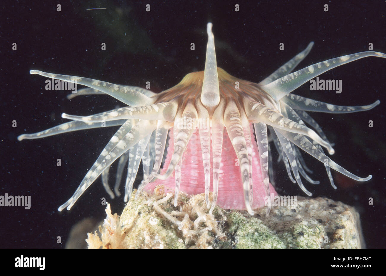 wartlet anemone, gem anemone (Bunodactis verrucosa Stock Photo - Alamy