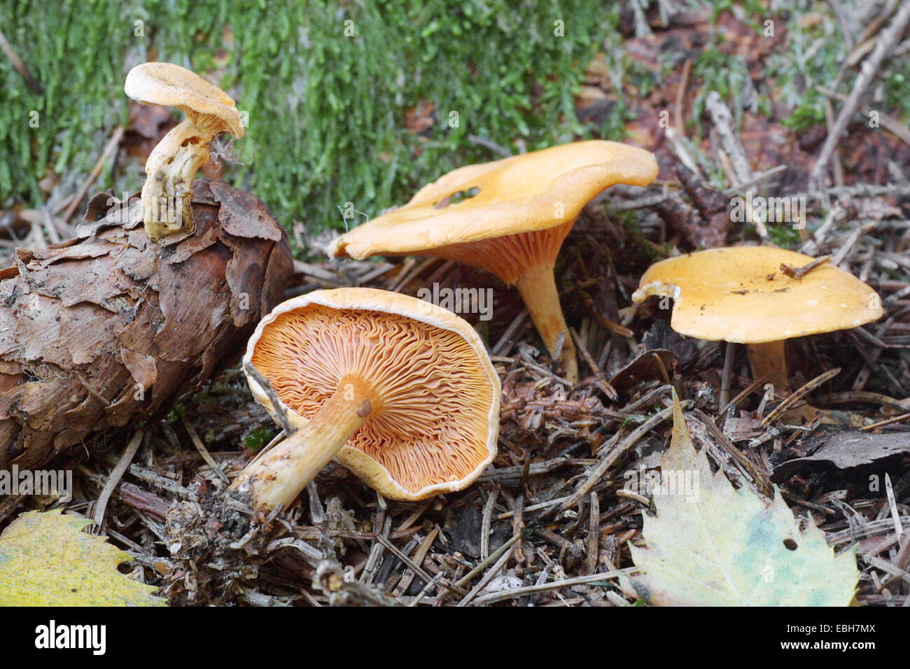 false chanterelle (Hygrophoropsis aurantiaca), fruiting bodies Stock ...