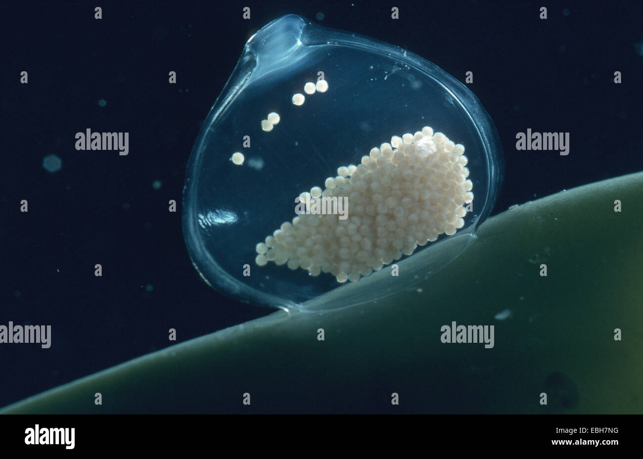 netted dog whelk (Hinia (Nassarius) reticulata Stock Photo - Alamy