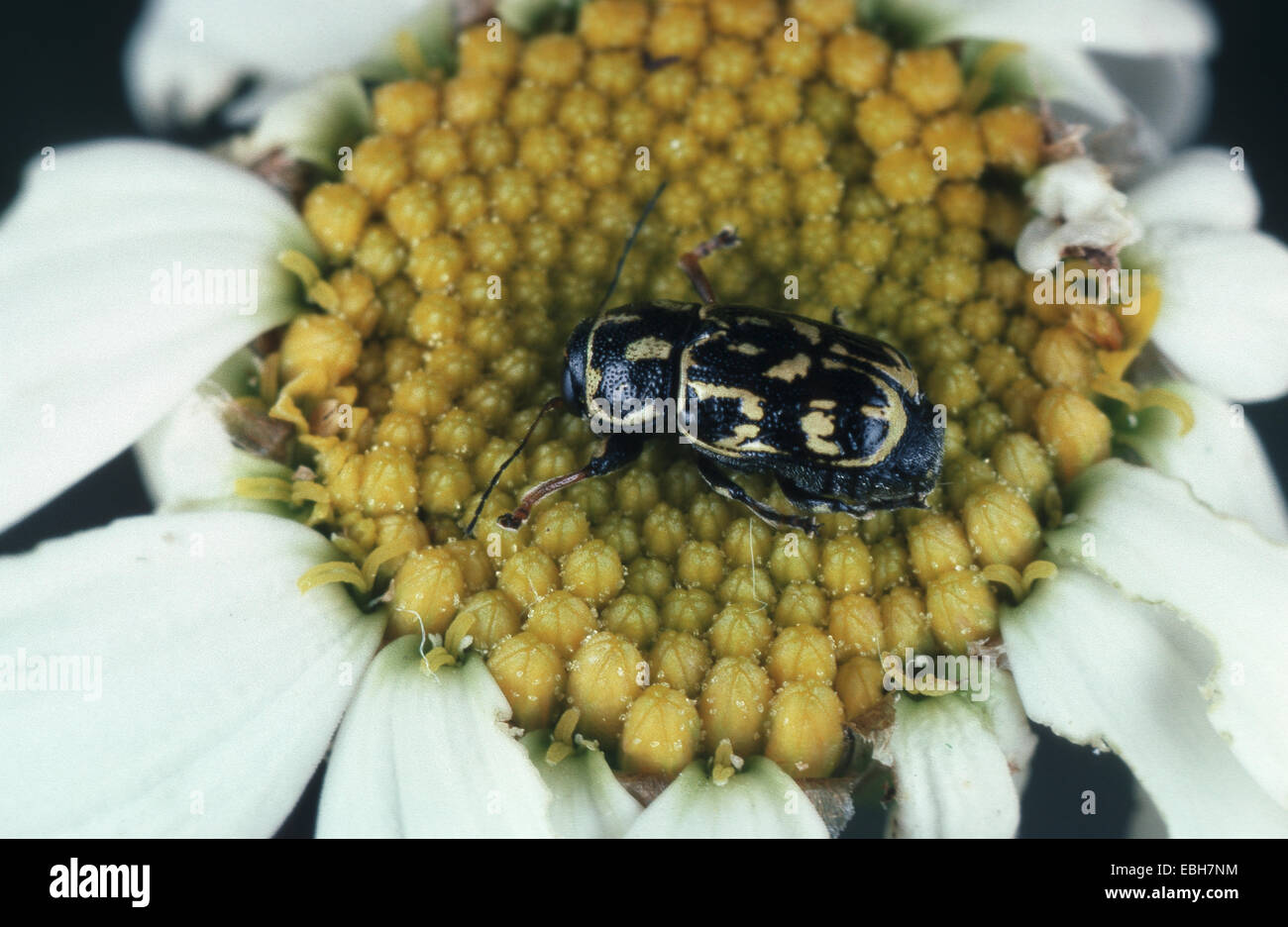 Tesselatus hi-res stock photography and images - Alamy