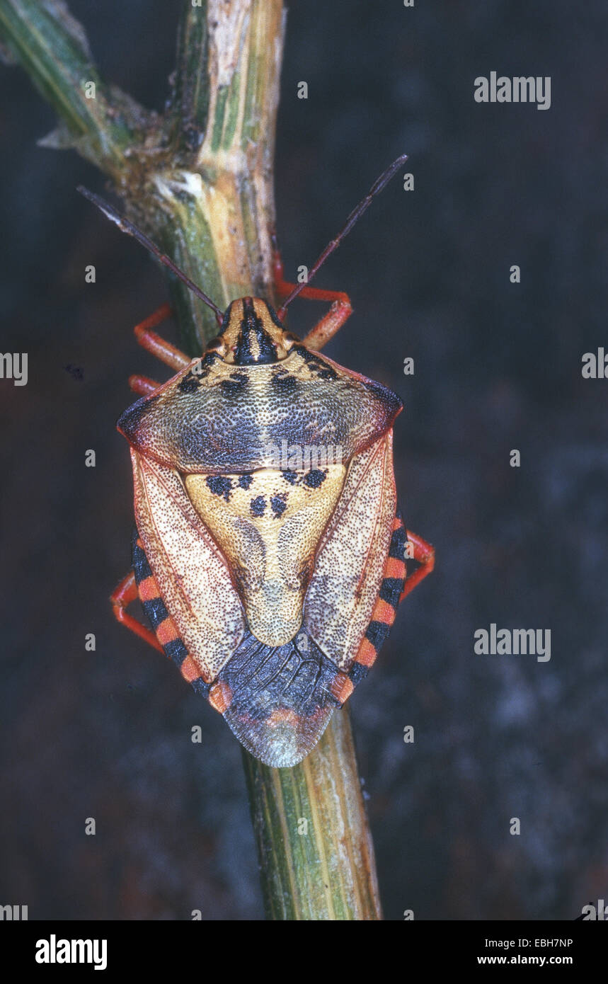 bug (Carpocoris purpureipennis Stock Photo - Alamy