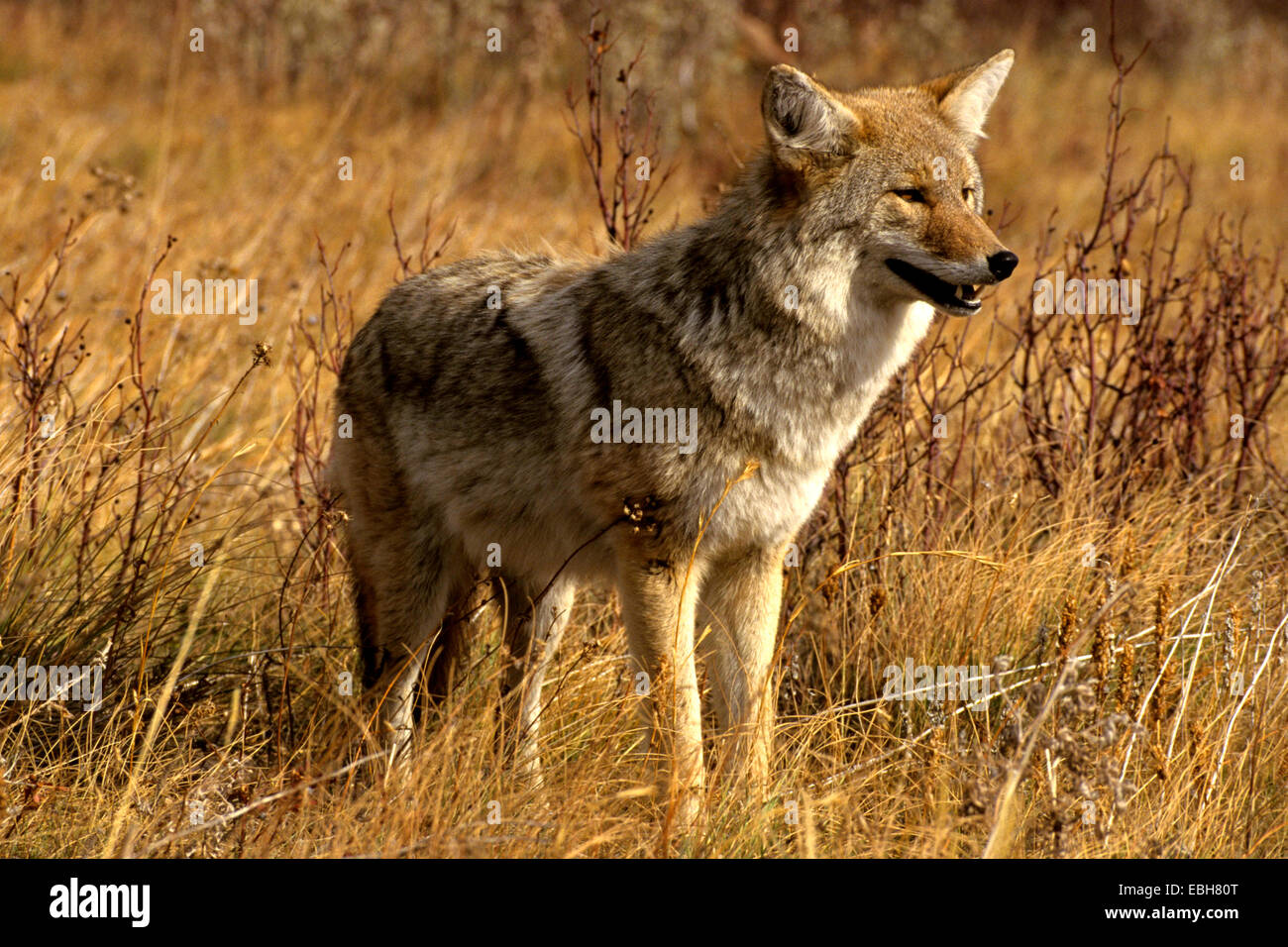 Coyote lying hi-res stock photography and images - Alamy