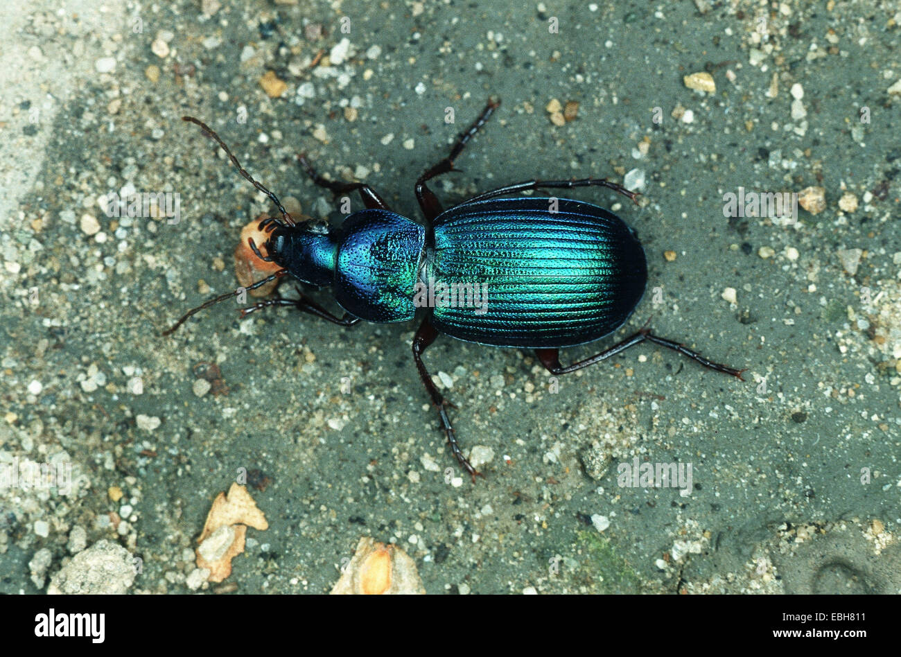 Chlaenius hi-res stock photography and images - Alamy