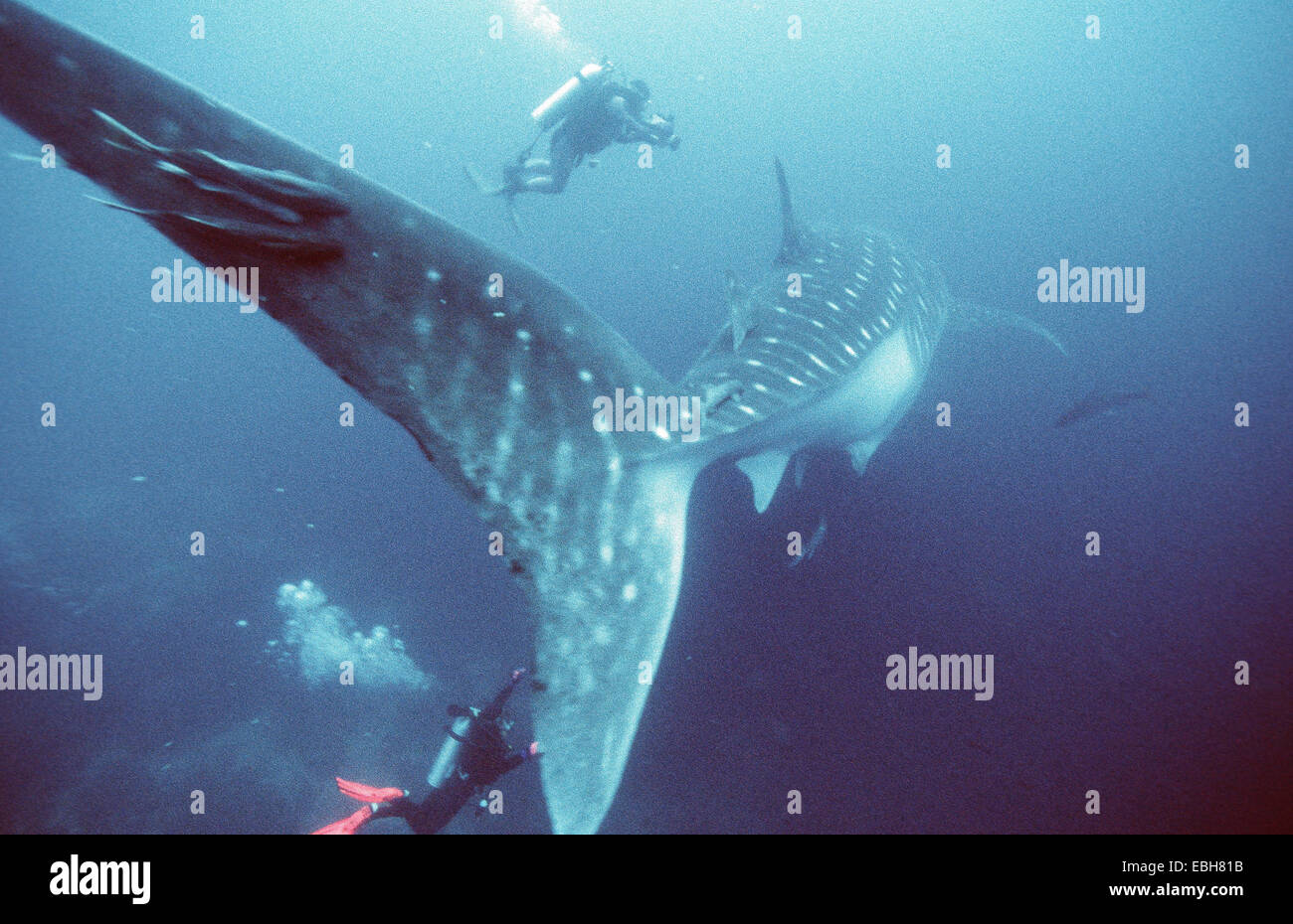 whale shark (Rhincodon typus Stock Photo - Alamy
