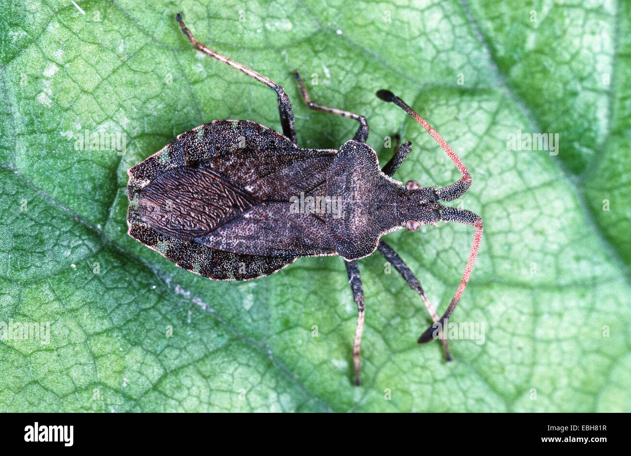 Scapha hi-res stock photography and images - Alamy