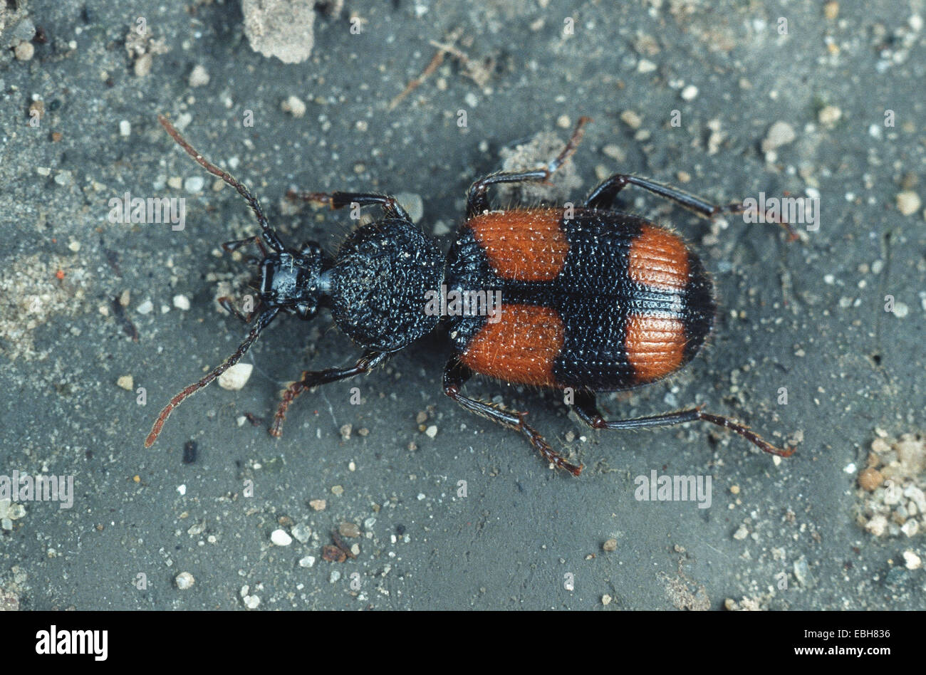 ground beetle (Panagaeus cruxmajor Stock Photo - Alamy