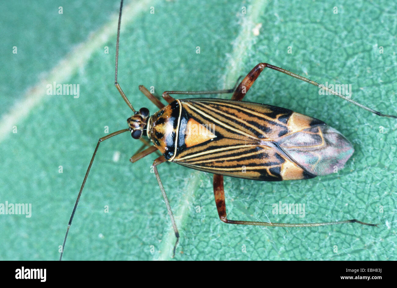 capsid bug (Calocoris striatellus Stock Photo - Alamy