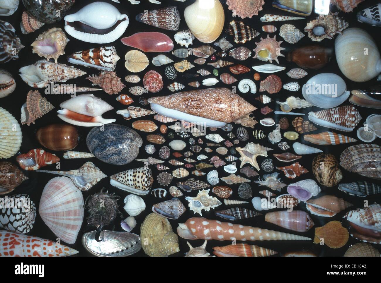 snails and shells Stock Photo - Alamy