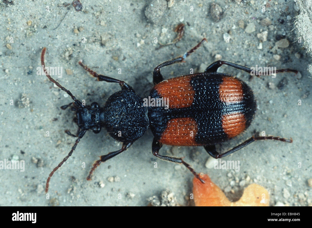 Panagaeus hi-res stock photography and images - Alamy