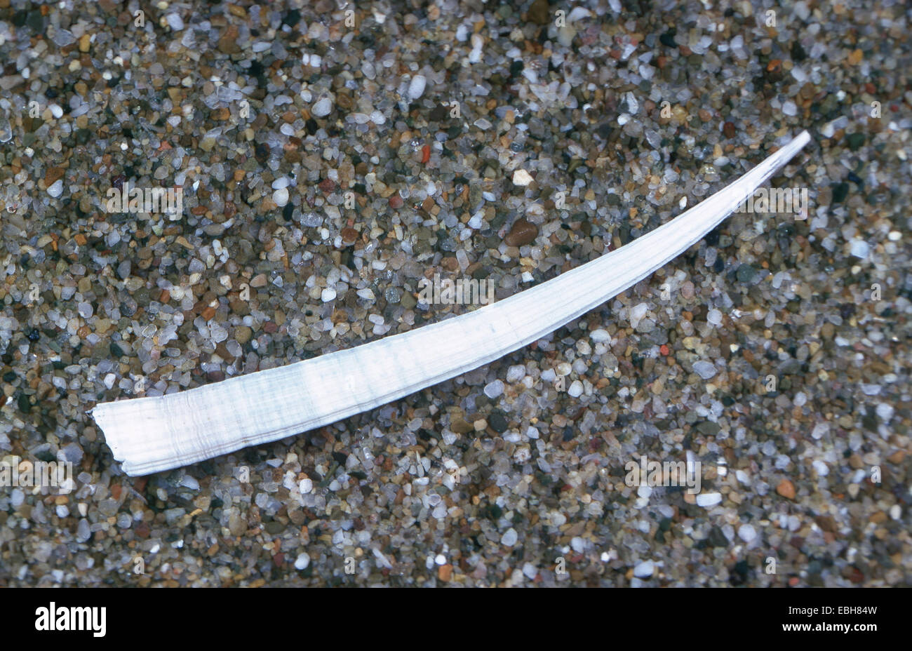 Tusk shells hi-res stock photography and images - Alamy