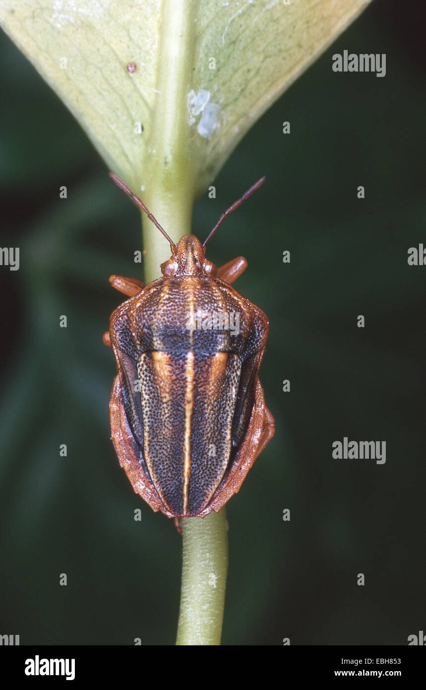 Shield backed bugs hi-res stock photography and images - Alamy